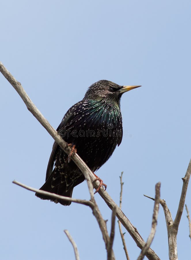 Starlings Fill the Night Sky Stock Photo - Image of animals, roost: 1504994