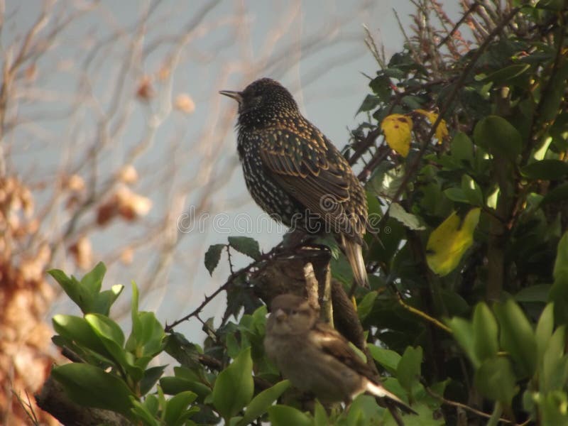 Two Birds, on Hedge, Mating Dance Stock Image - Image of mating ...