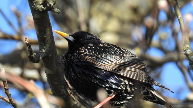 Starling stock photo. Image of blue, bird, european, black - 71634392