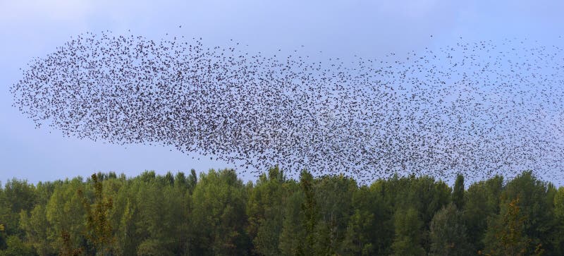 Starling storm stock photo. Image of migration, green - 68814838