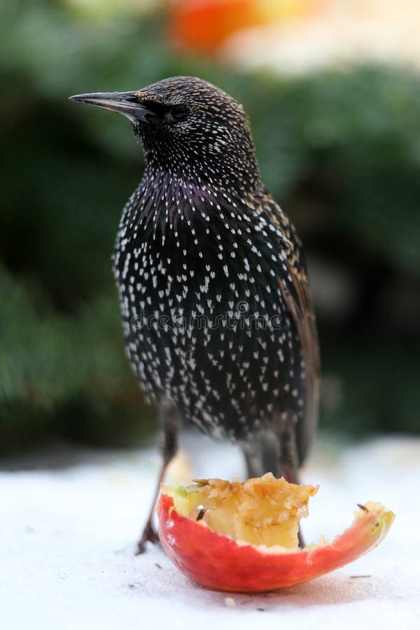 Starling (sturnus Vulgaris) Stock Photo - Image of feathers, wildlife ...