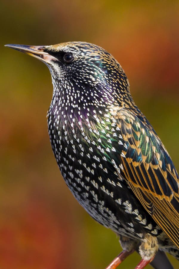 Starling (Sturnus Vulgaris) Stock Image - Image of sturnus, common ...
