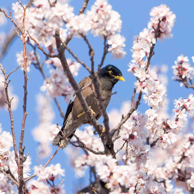 Starling on a Tree with Flowers Stock Photo - Image of fruit, garden ...