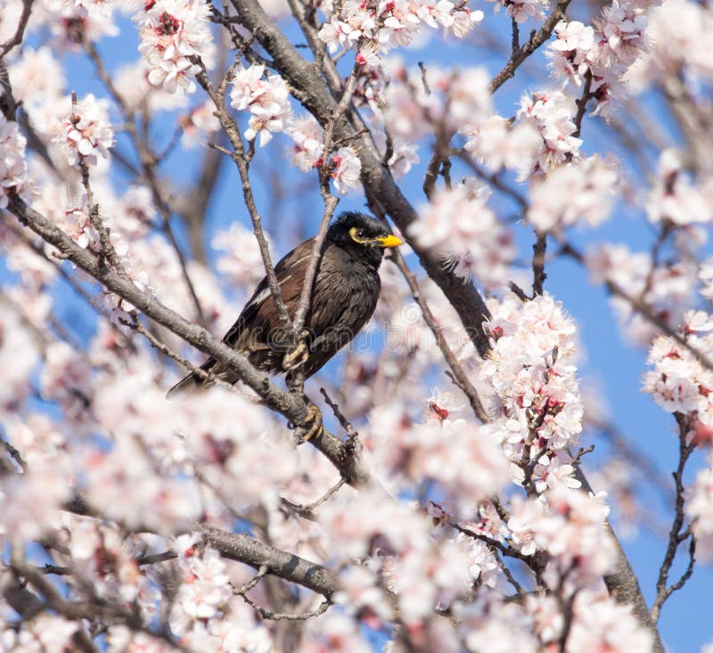 Starling on a Tree with Flowers Stock Photo - Image of tree, animal ...