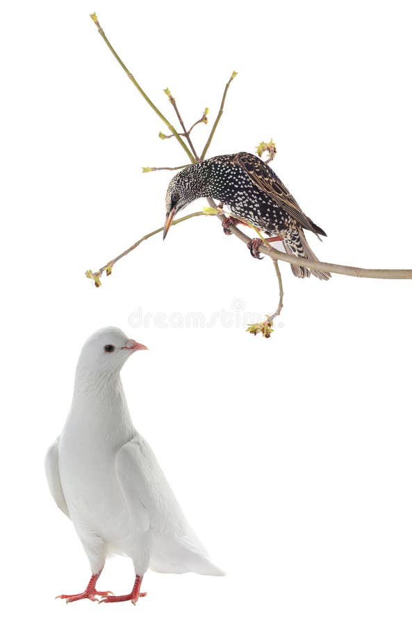 Starling stock photo. Image of vulgaris, portrait, vertebrate - 66452684