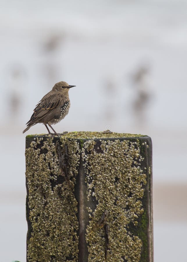 Starling stock image. Image of ireland, birds, republic - 47746207
