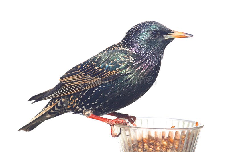 Side View of a Common Starling, Sturnus Vulgaris, Isolated Stock Image ...