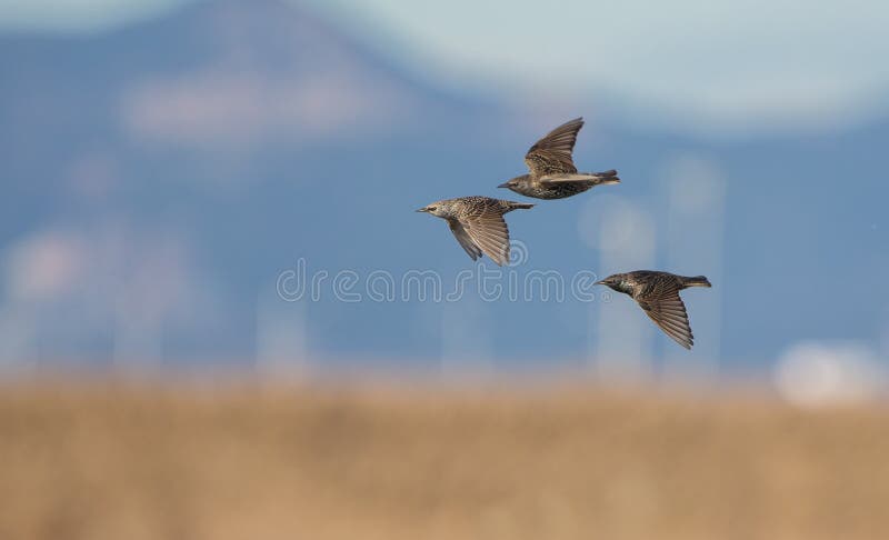 Starlings in flight stock image. Image of birds, aiguamolls - 29016199