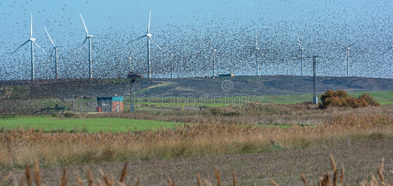 Starlings in Flight between Windmills in the Countryside Stock Image ...