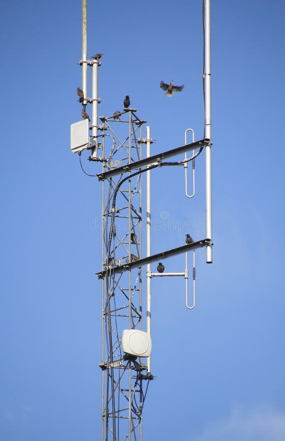 Starlings and High Technology Antennae Stock Image - Image of antenna ...