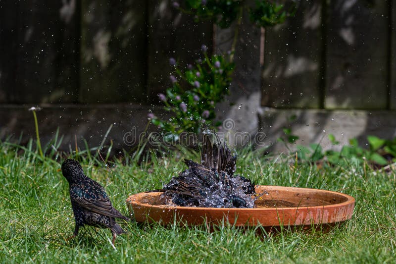 Starlings Washing and Preening in a Bird Bath Stock Photo - Image of ...