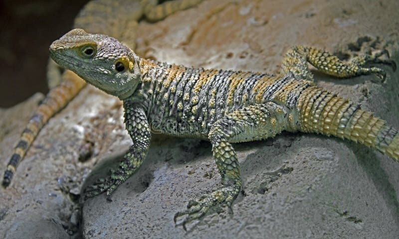 Starred Agama lizard stock photo. Image of science, greece - 31276100