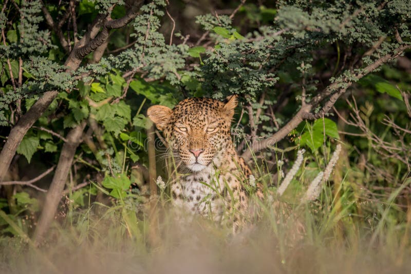Starring Leopard in Bushes. Stock Photo - Image of looking, kgalagadi ...