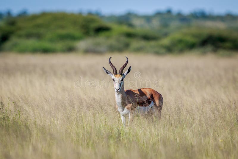 Starring Springbok in Long Grass. Stock Photo - Image of grassland ...