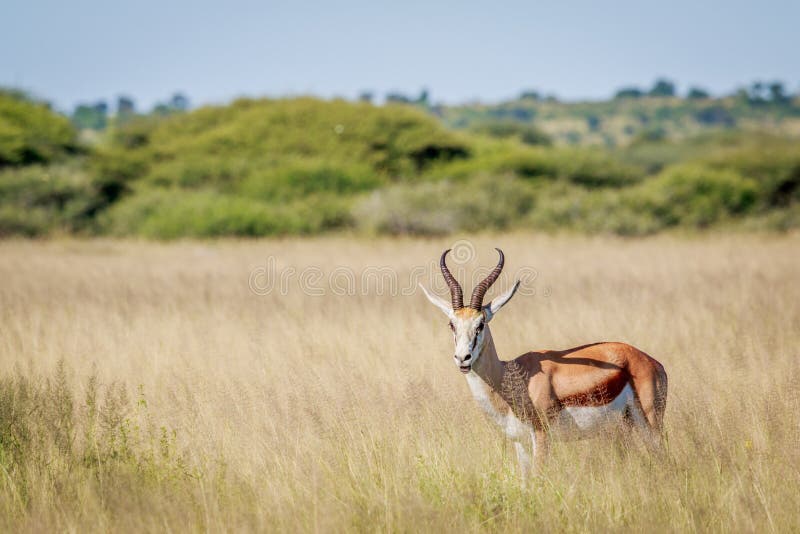 Starring Springbok in Long Grass. Stock Image - Image of ecology ...