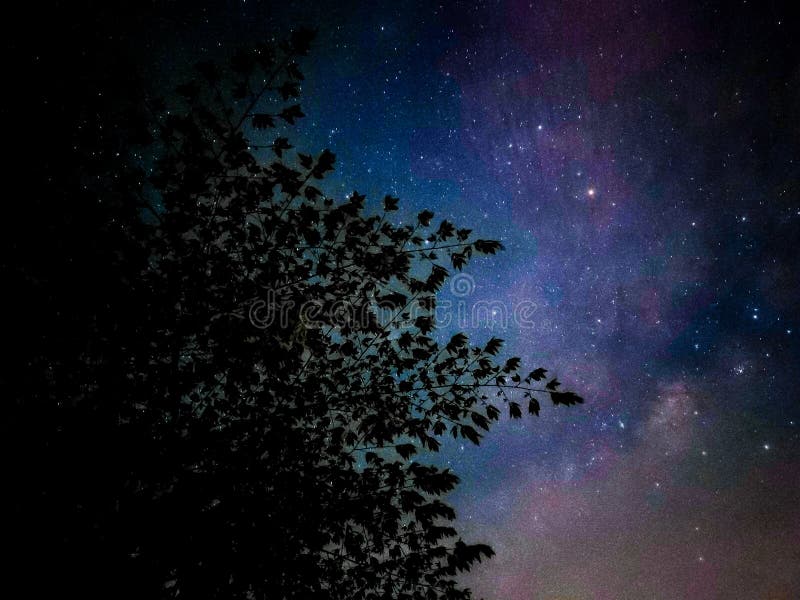 Starry Blue Sky at Night with Tree Stock Image - Image of blue, starry ...