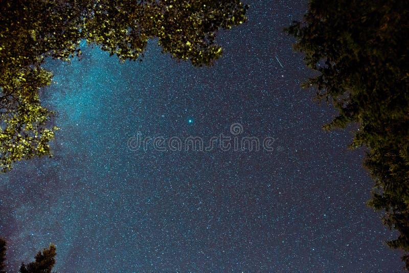 A Starry Clear Night in Kielder Forest Opening between Trees Stock ...