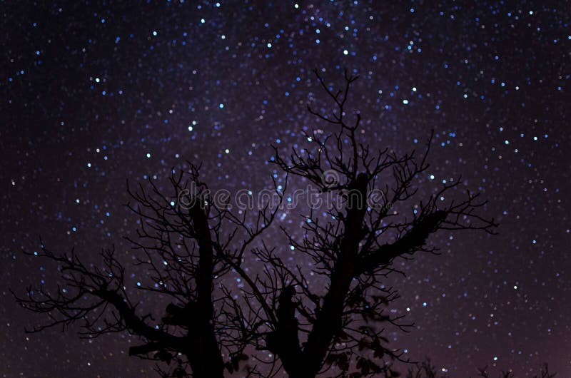 Starry fall night stock photo. Image of night, walnut - 107920954
