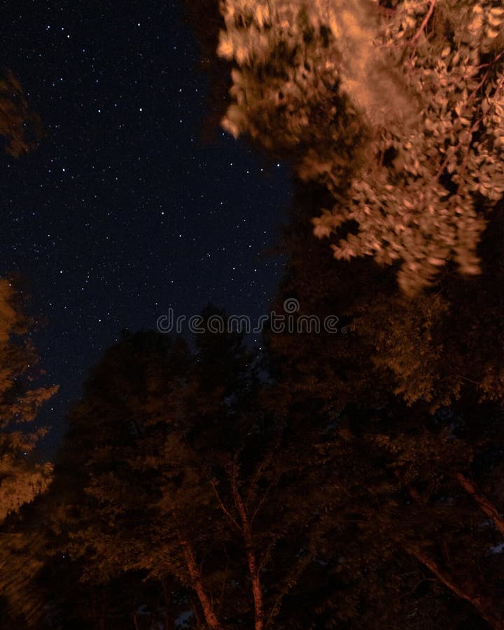 A Starry, Moonless Night. Night Starry Sky in the Forest. the Tops of ...