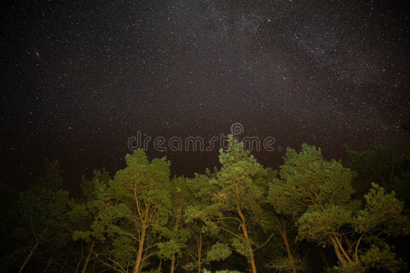 Starry Night in a Green Forest Stock Image - Image of mystery, heaven ...
