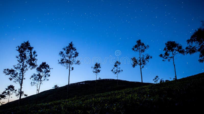 Starry Night Over Tea Plantation Hill Stock Photo - Image of view ...