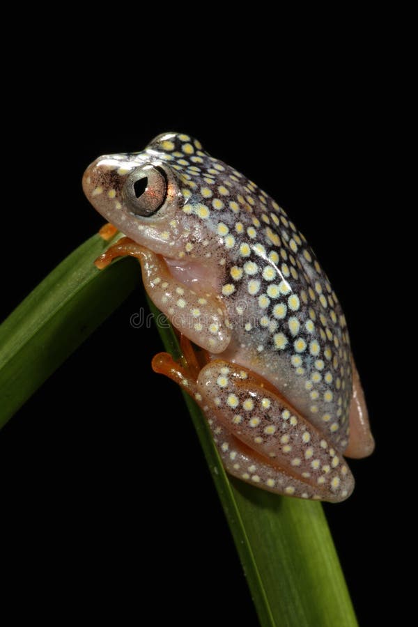 Starry Night Reed Frog stock image. Image of america - 26061279