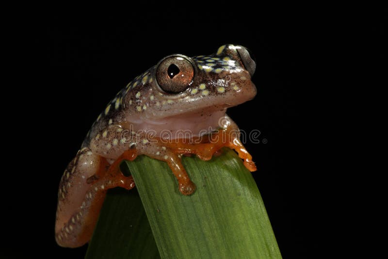 Starry Night Reed Frog stock image. Image of golden, central - 26061281