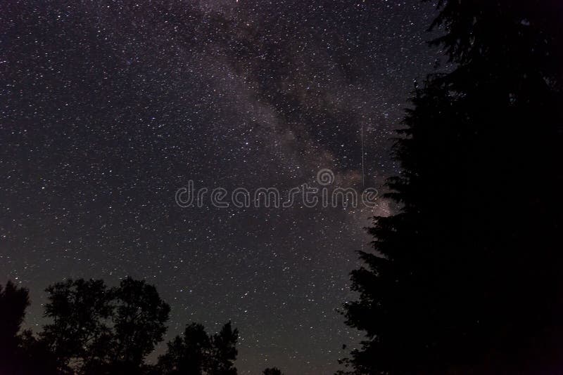 Starry Night Sky with Tree Silhouettes in the Foreground, Perfect for ...