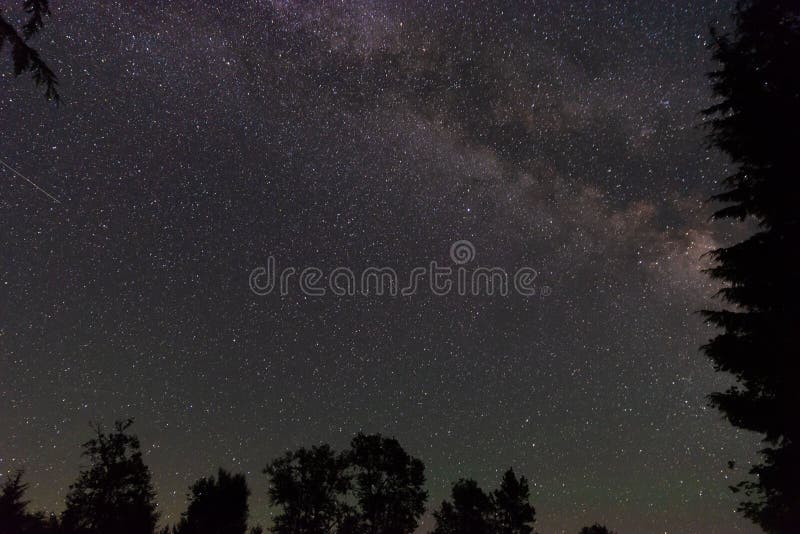 Starry Night Sky with Tree Silhouettes in the Foreground, Perfect for ...