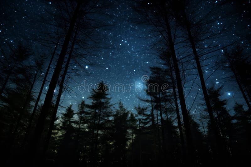 Starry Night Sky with Trees in the Foreground Stock Illustration ...