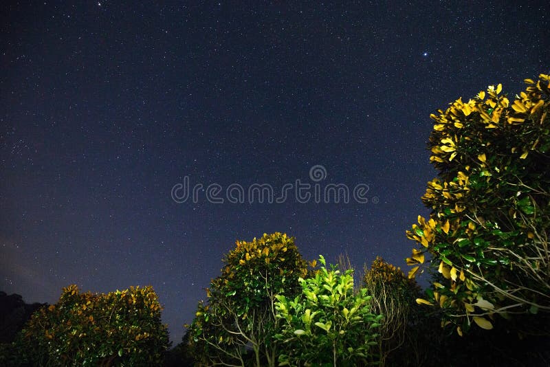 Starry night stock photo. Image of nature, tree, stars - 100443222