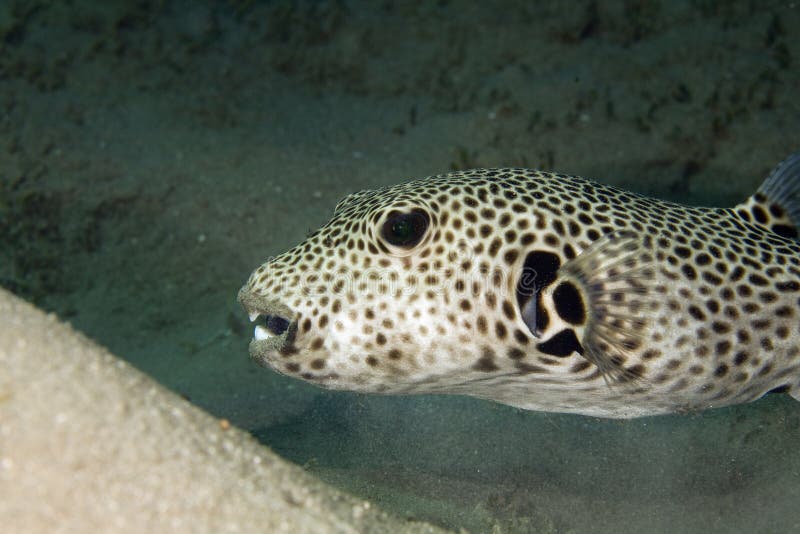 Puffer Fish stock photo. Image of aquatic, tropical, poisonous - 11001824