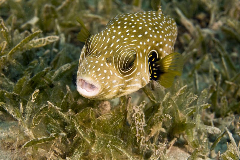 Starry Puffer (arothron Stellatus) Stock Image - Image of fang ...