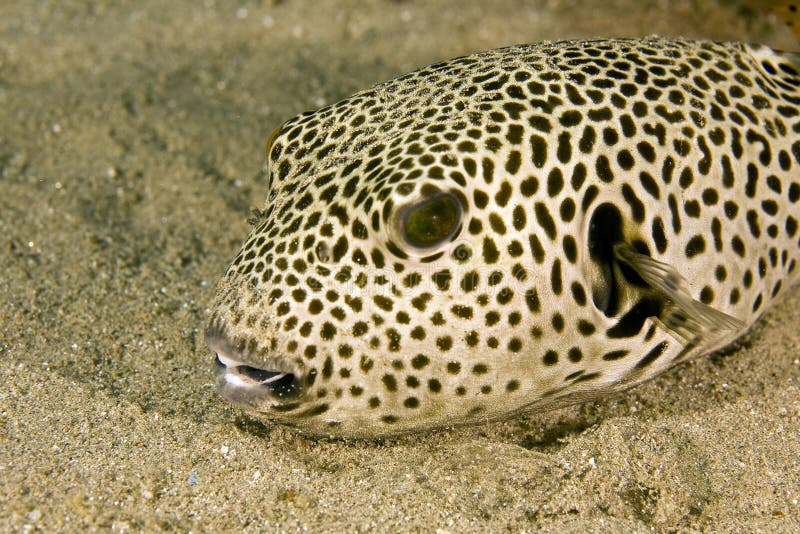 Starry Puffer (arothron Stellatus) Stock Image - Image of coral, fish ...