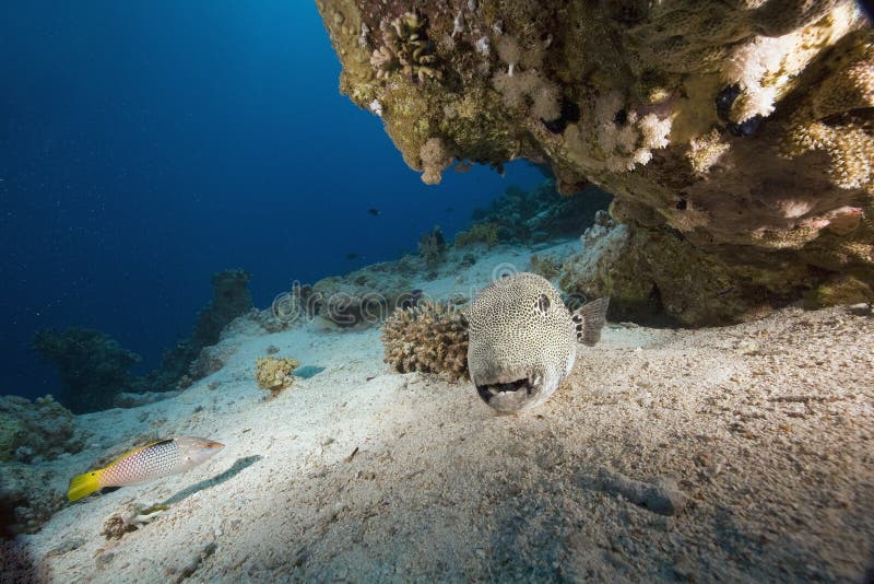 Starry Puffer (arothron Stellatus) Stock Image - Image of coral, three ...