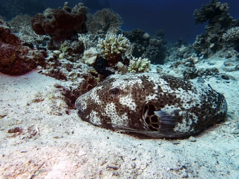 A Starry Puffer Arothron Stellatus in the Red Sea Stock Image - Image ...
