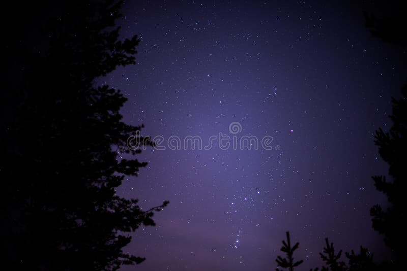 Starry Purple Night Sky with Silhouette of Trees Stock Photo - Image of ...