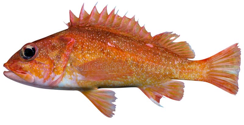 Rockfish Stock Illustrations – 198 Rockfish Stock Illustrations ...