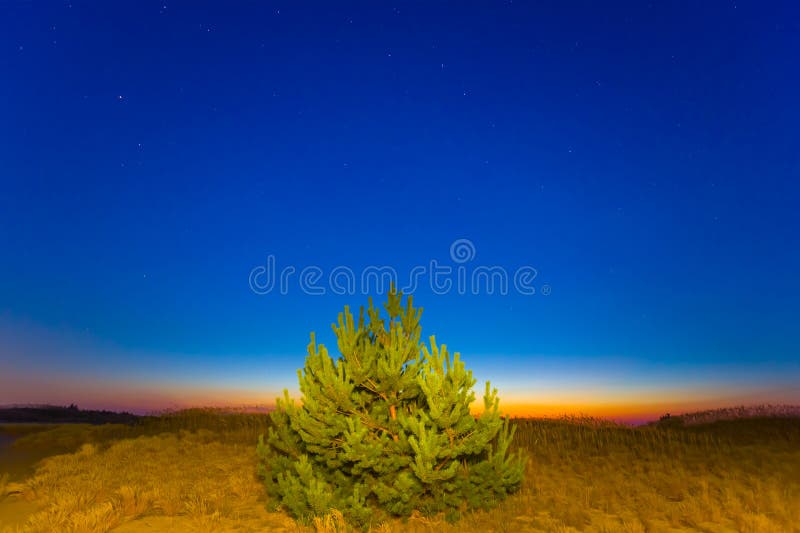 Starry Sky Above Prairie with Pine Tree Stock Image - Image of ...