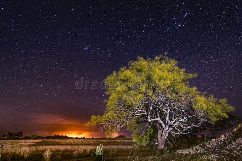 Starry Sky and the Green Trees in a Field - Sunset in the Background ...