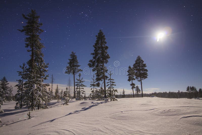 Starry Sky Over Snow-covered Trees Stock Image - Image of blue, light ...