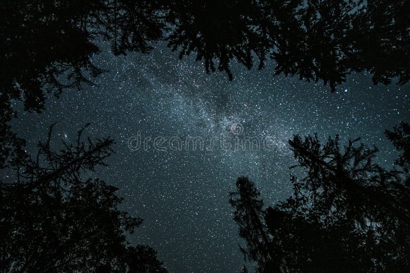 The Starry Sky through the Trees in the Forest Stock Image - Image of ...