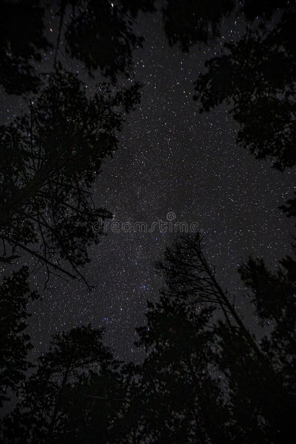 Starry Sky in Winter in a Pine Forest Stock Photo - Image of landscape ...
