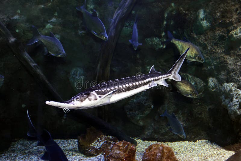 Starry Sturgeon Acipenser Stellatus Fish Stock Image - Image of river ...