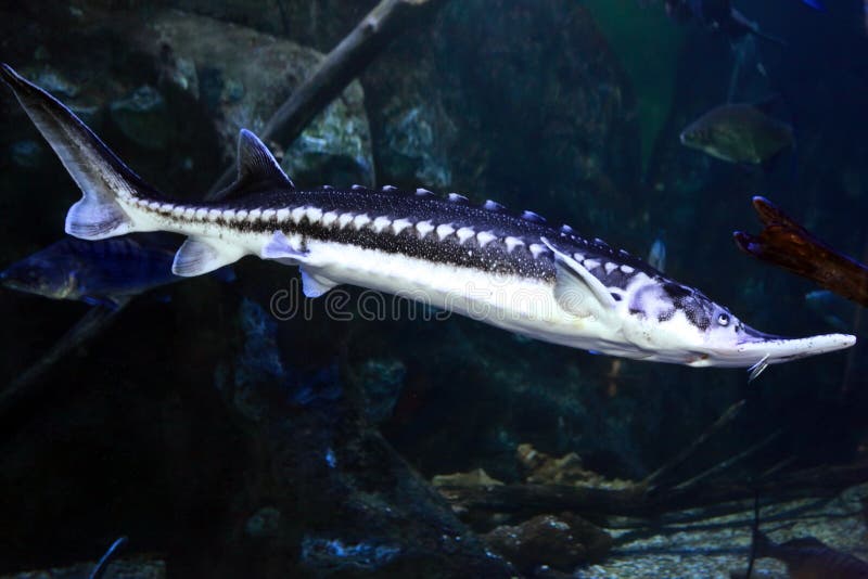 Starry Sturgeon Acipenser Stellatus Fish Stock Photo - Image of life ...