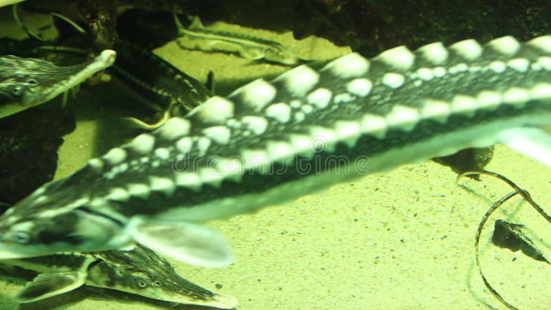 Starry sturgeon fishes stock footage. Video of underwater - 51195410