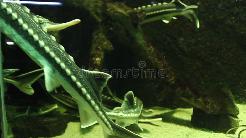 Starry sturgeon fishes stock footage. Video of aquarium - 51196804