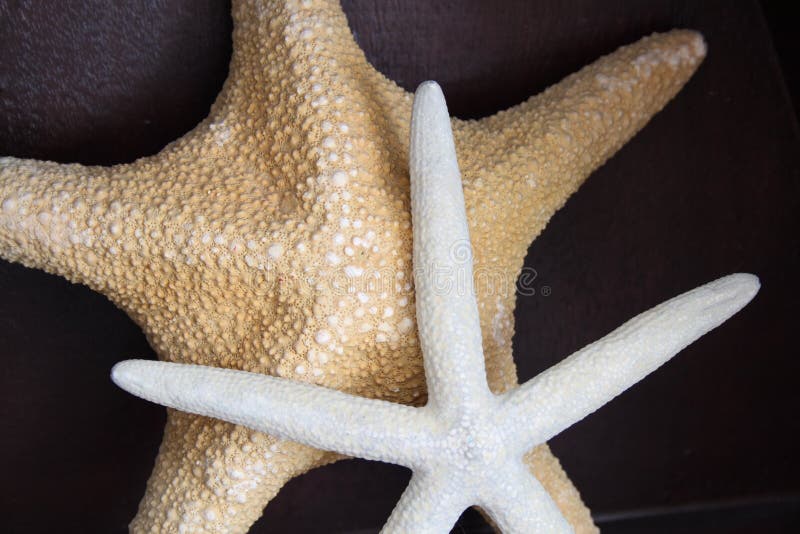 Star seashell stock image. Image of animal, marine, dried - 1092845