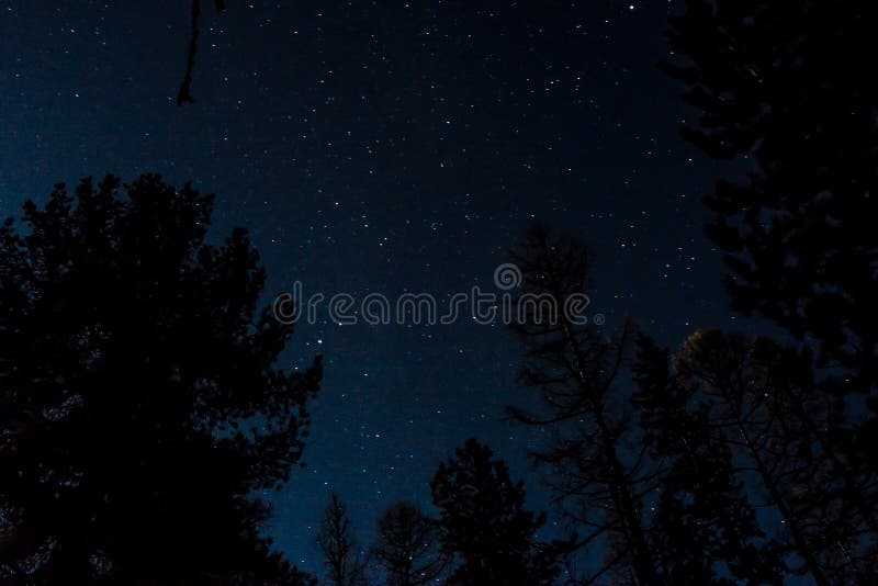 Starry sky in the forest. stock photo. Image of blue - 169061236