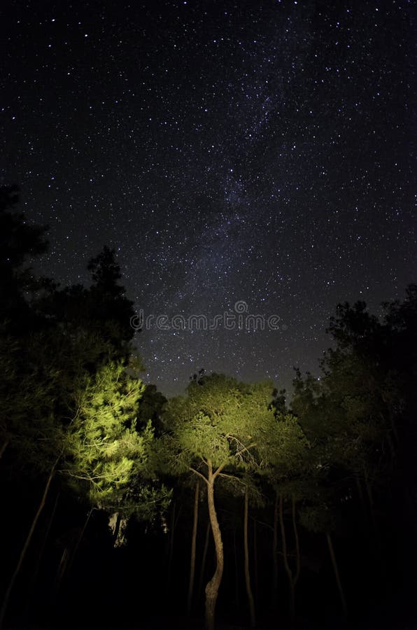 Stars in the forest stock photo. Image of light, horizon - 90455758